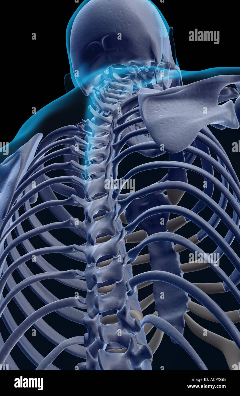 Bone structure of the upper body hi-res stock photography and images ...