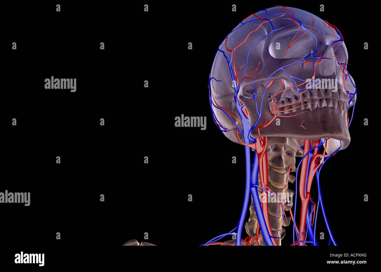 Facial veins hi-res stock photography and images - Alamy