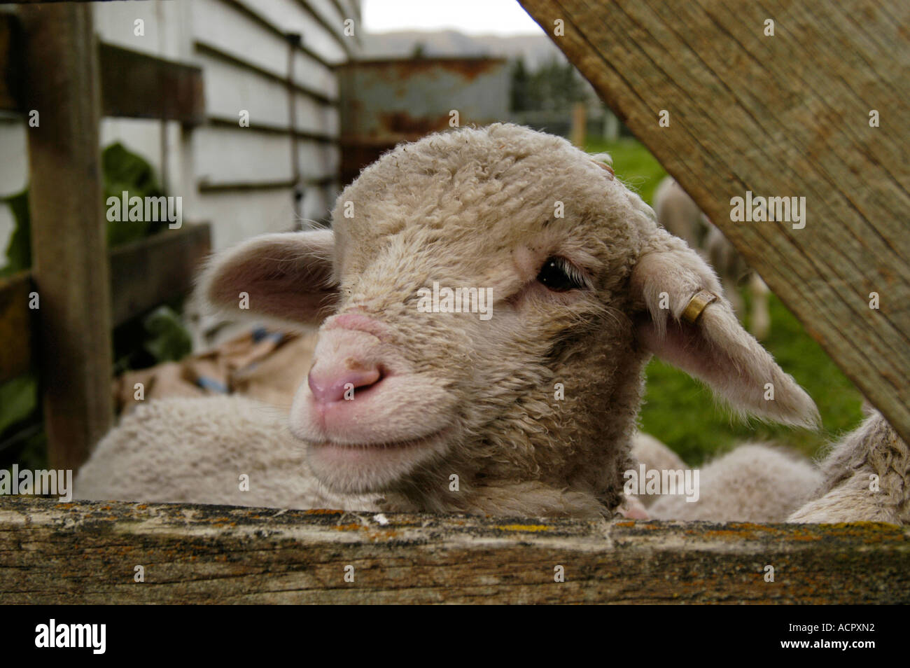 Marino lamb in new zealand hi-res stock photography and images - Alamy