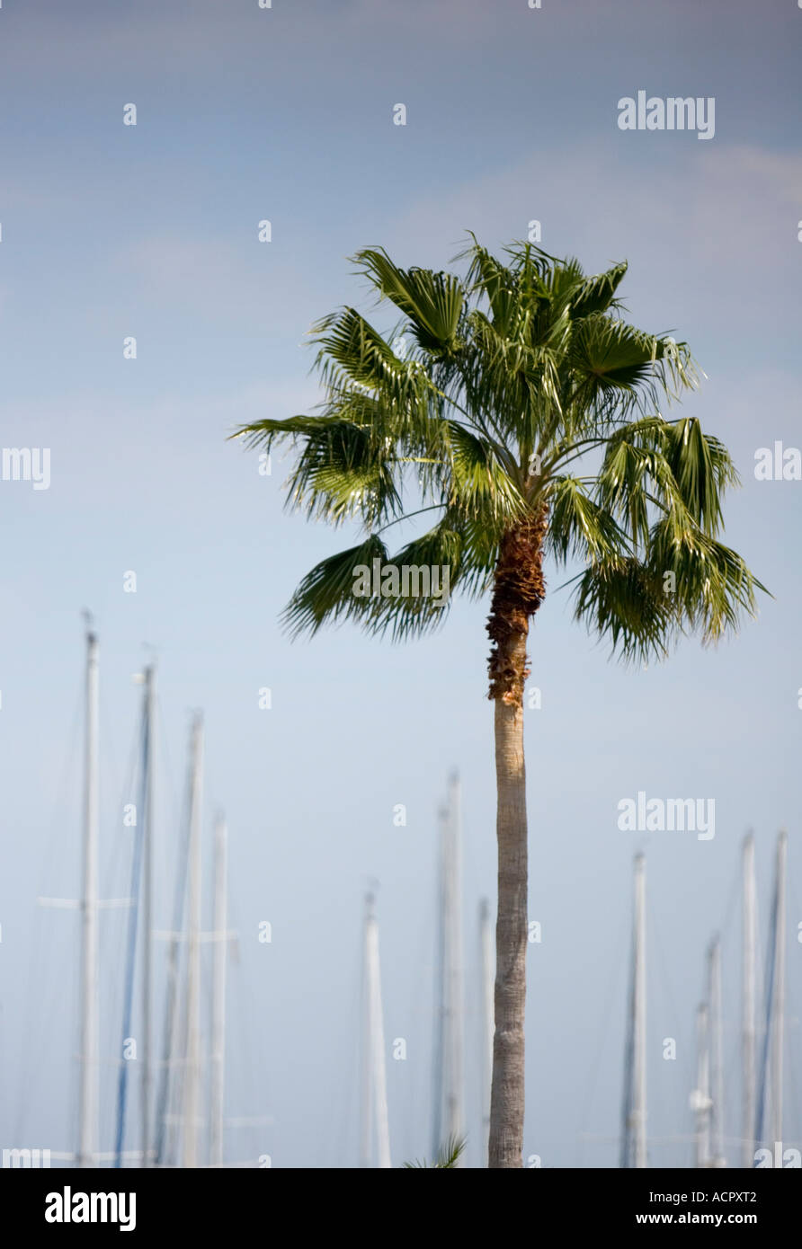 Palm tree with sailboat masts in the background Stock Photo - Alamy