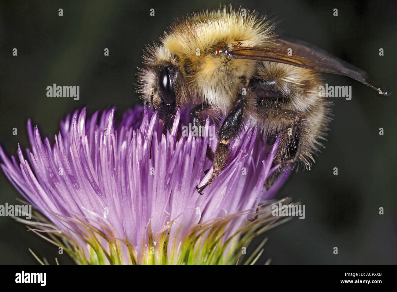 Plume thistle bumblebee hi-res stock photography and images - Alamy