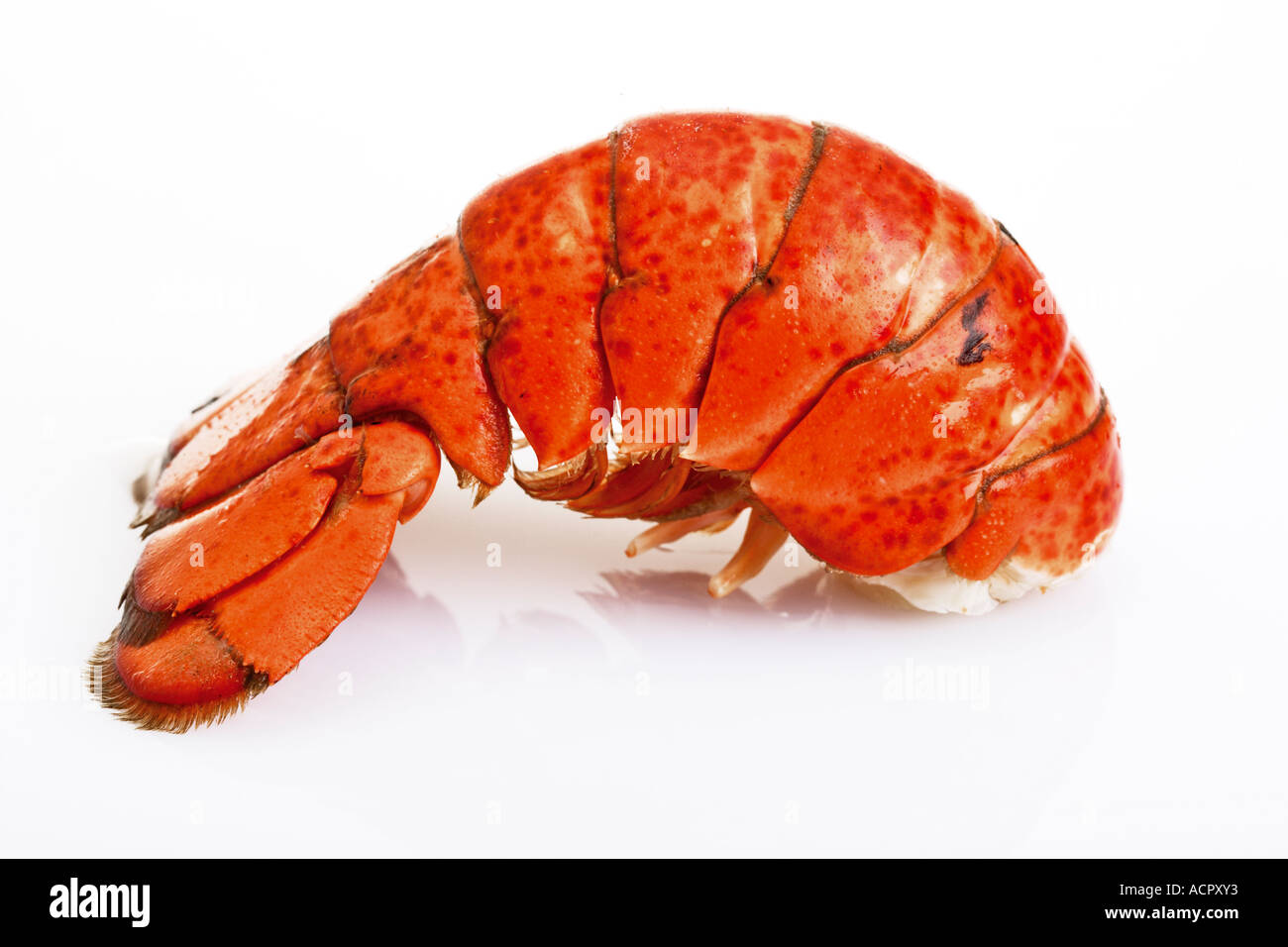 Lobster cutouts Cut Out Stock Images & Pictures - Alamy