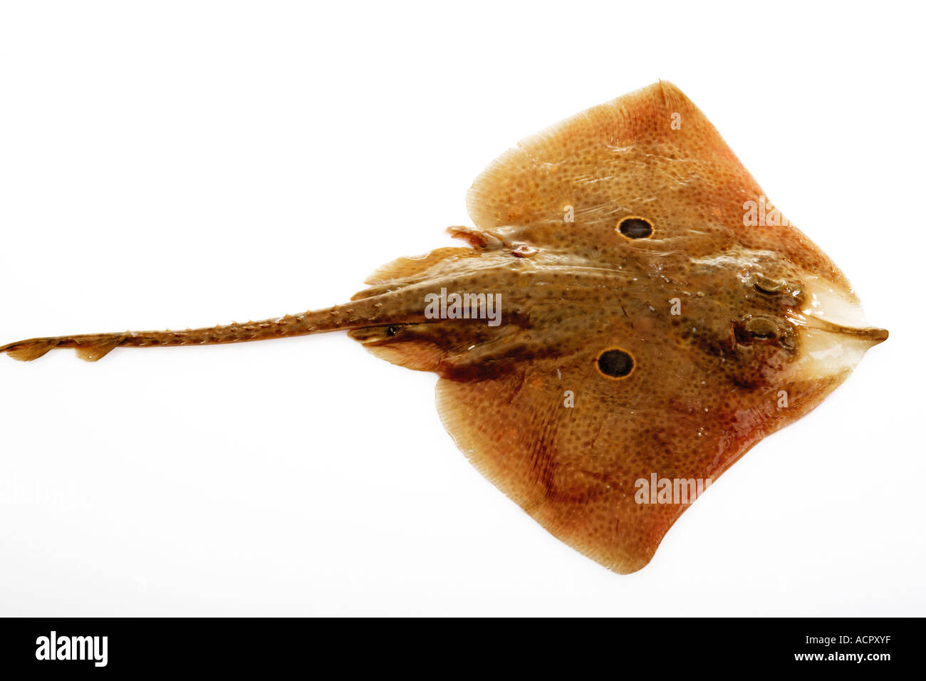 Fresh fish, ray, elevated view Stock Photo - Alamy