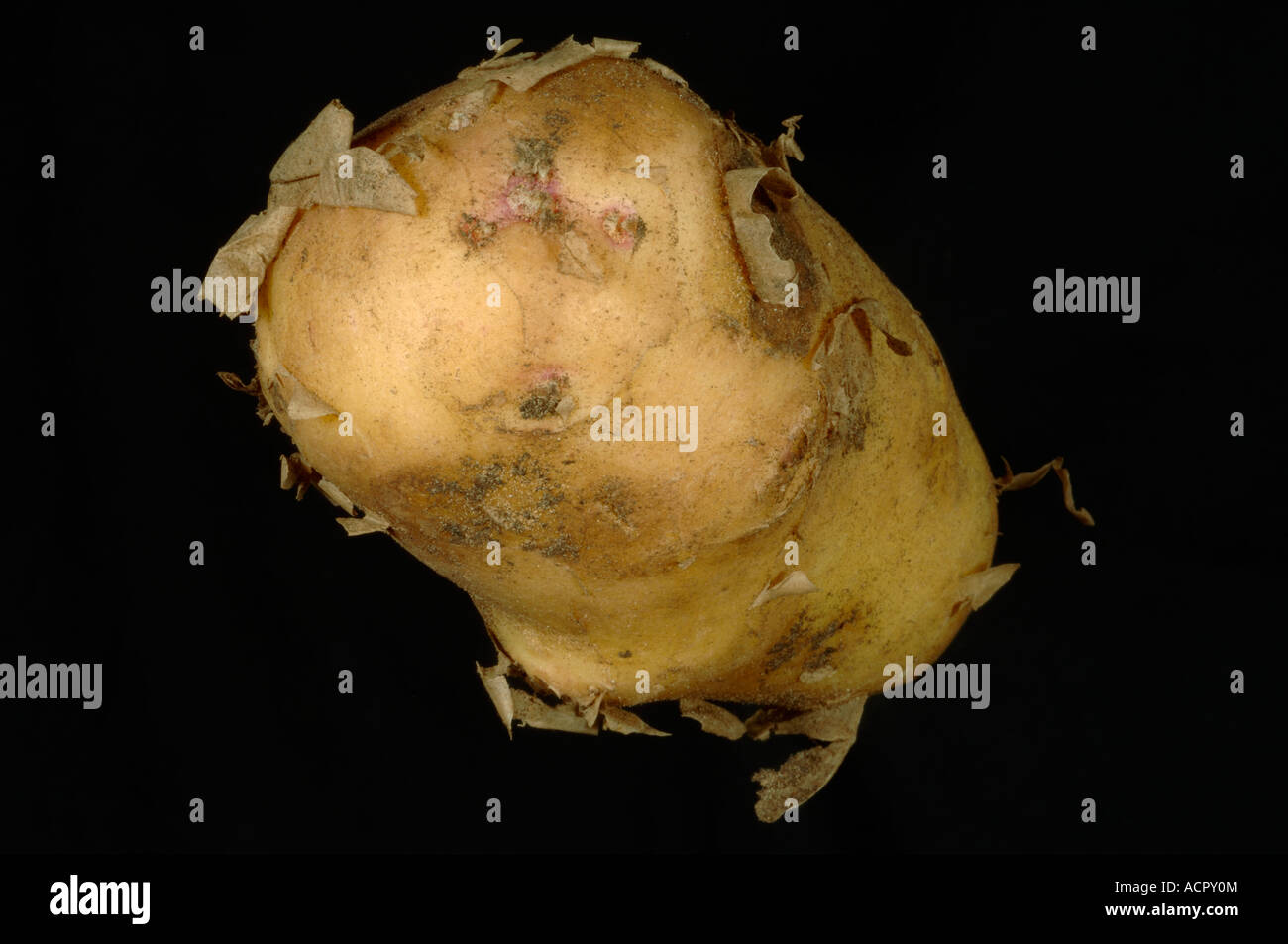 New potato tuber ex supermarket with loose outer skin Stock Photo - Alamy