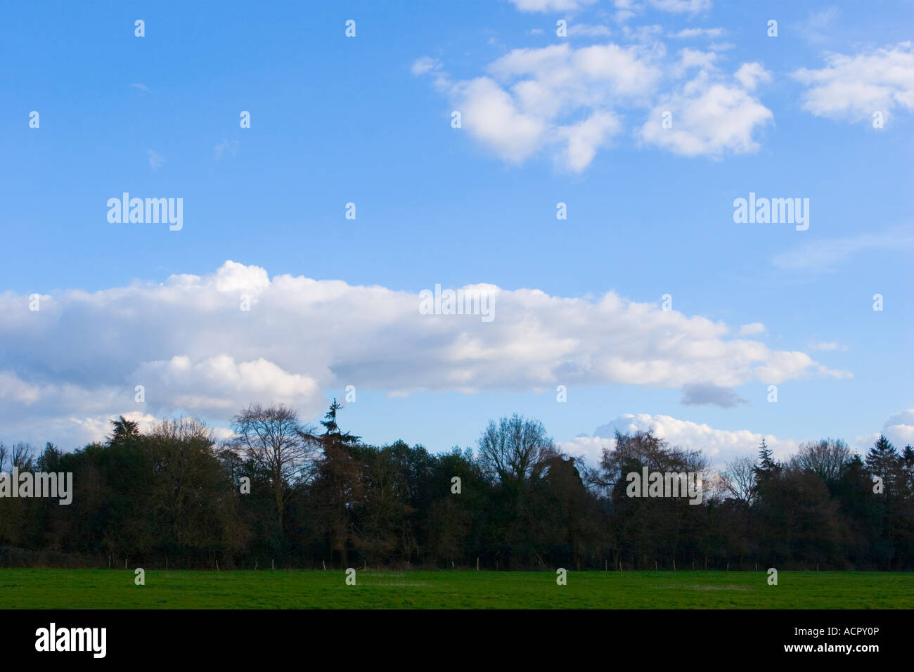 tree on edge of playing field Stock Photo - Alamy