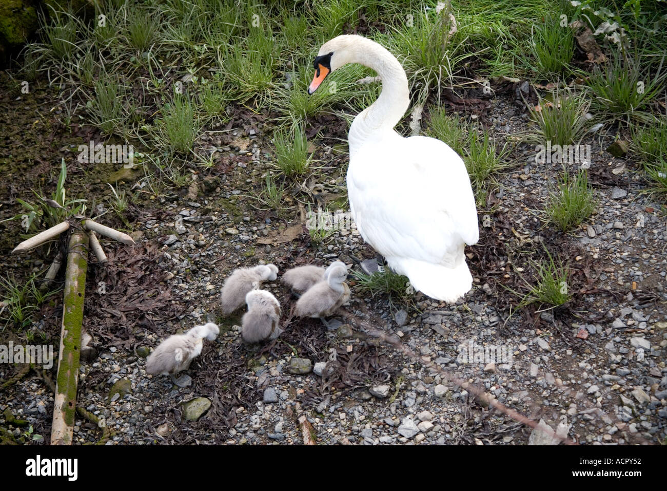 Swan and cygnets in Caernarfon North Wales Stock Photo - Alamy
