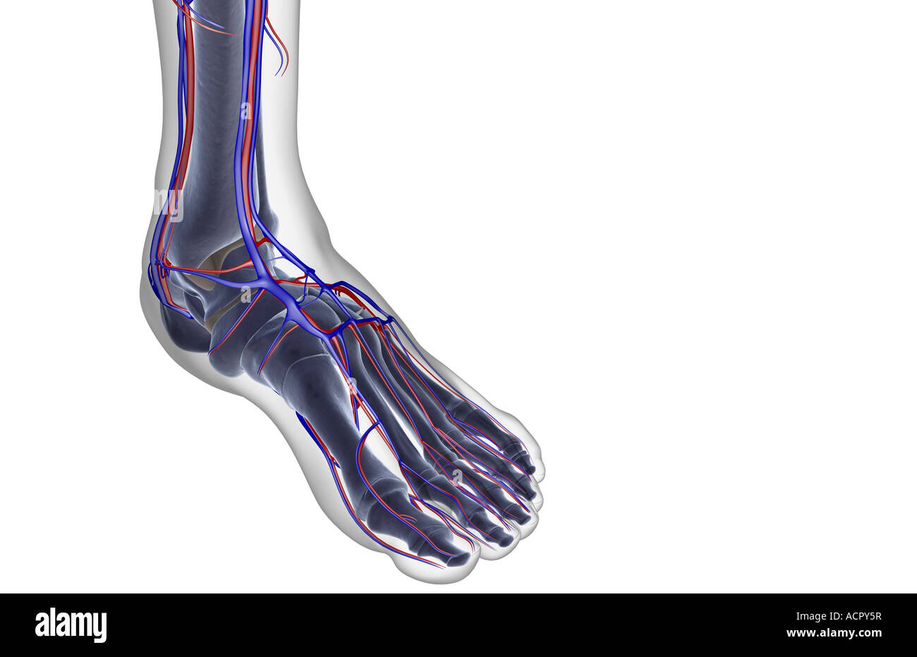 Blood vessels of the foot hi-res stock photography and images - Alamy