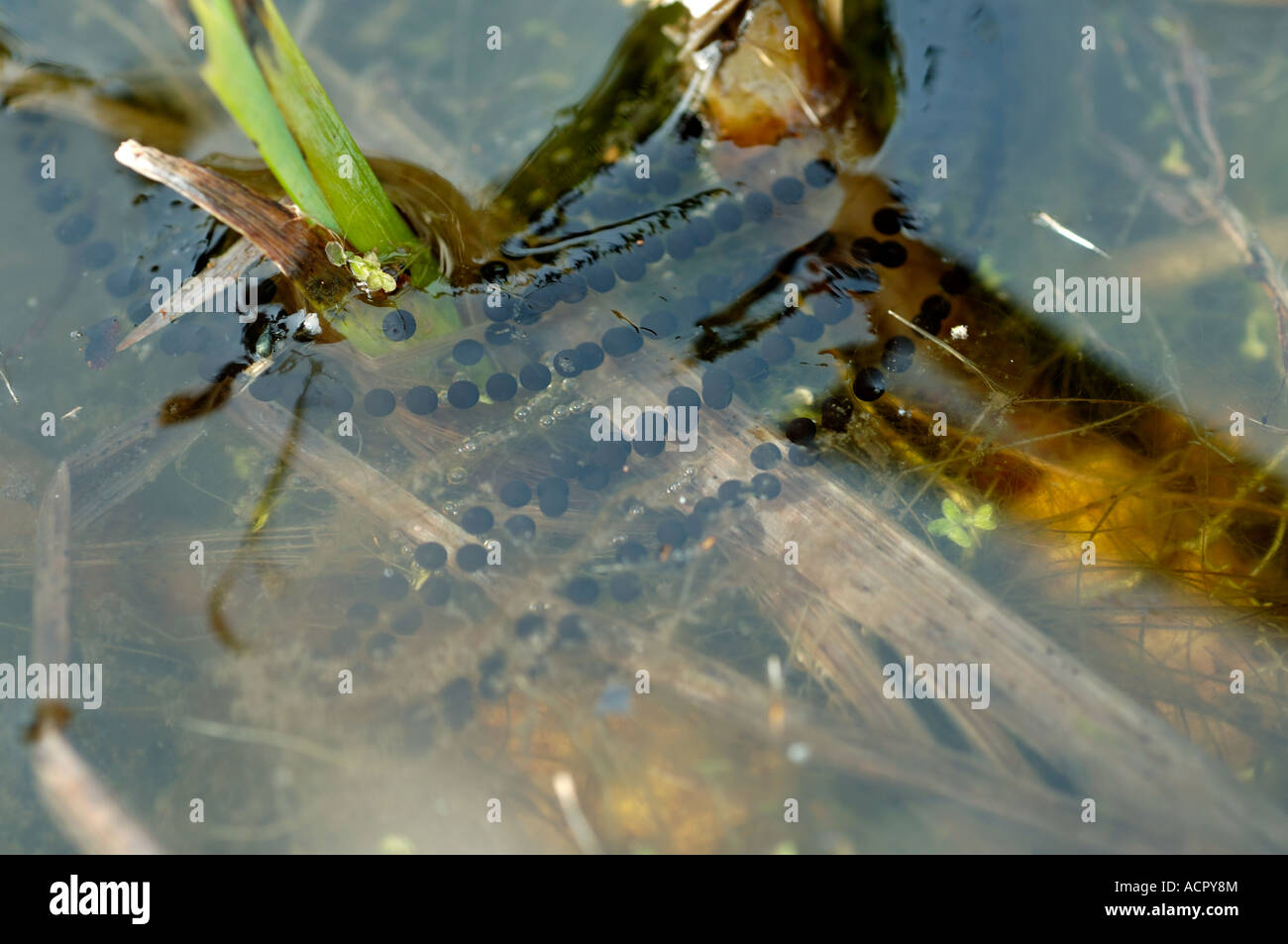 Toad spawn in water hi-res stock photography and images - Alamy