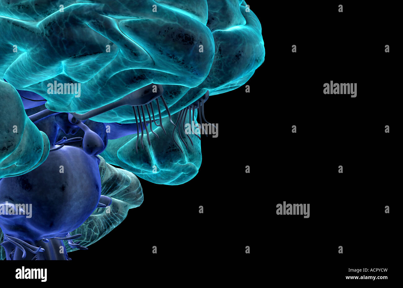 Olfactory Bulb High Resolution Stock Photography and Images - Alamy