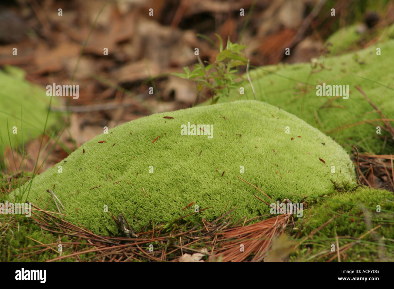 Patches of green moss on the forest floor Stock Photo - Alamy