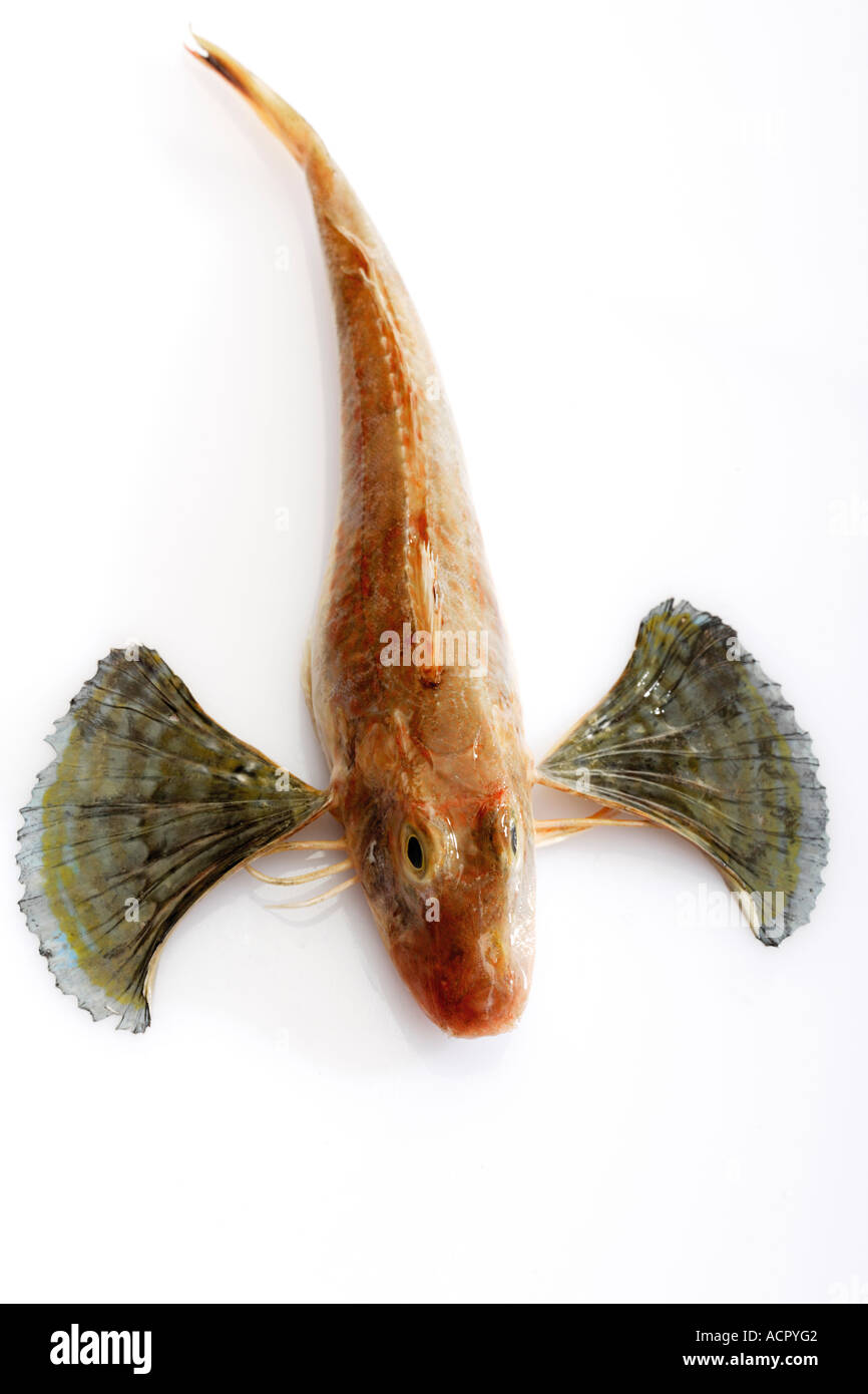 Fresh fish, gurnard Stock Photo - Alamy