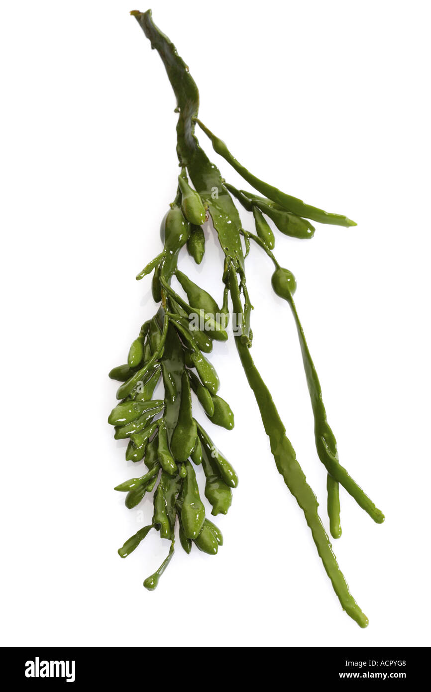Seaweed cutout hi-res stock photography and images - Alamy