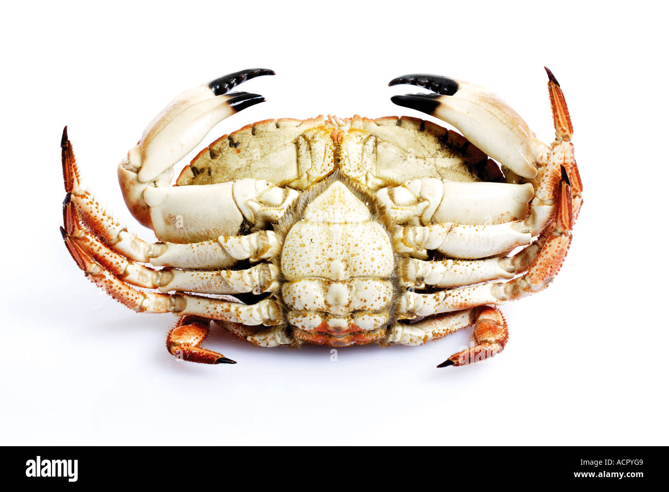 Crab shots hi-res stock photography and images - Alamy
