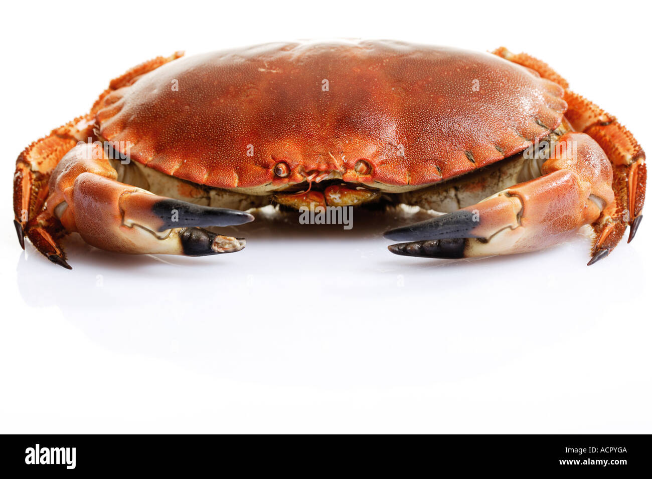 Crab shots hi-res stock photography and images - Alamy
