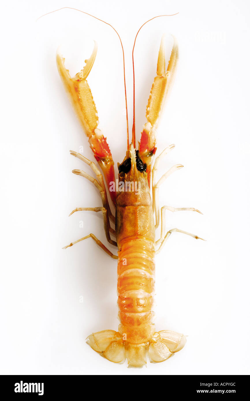 Prawn is an arthropod hi-res stock photography and images - Alamy