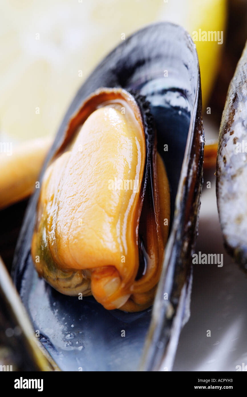 Close up cooked mussels hi-res stock photography and images - Alamy