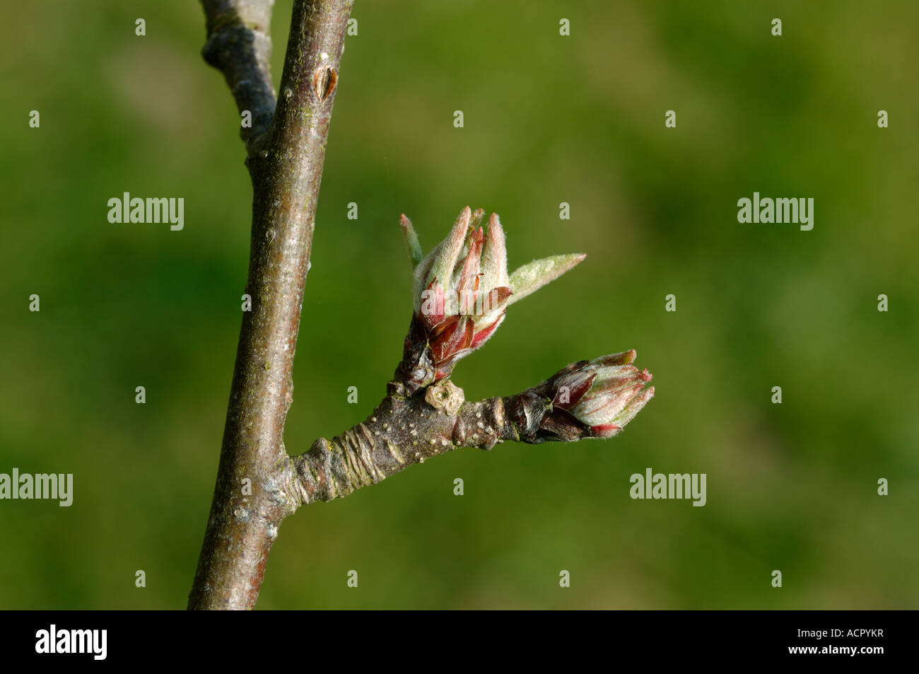 Dormant leaf bud on apple hi-res stock photography and images - Alamy