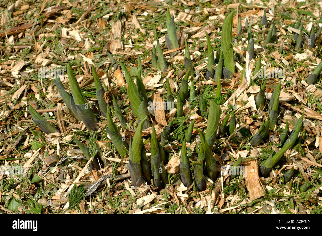 Hosta shoots hi-res stock photography and images - Alamy
