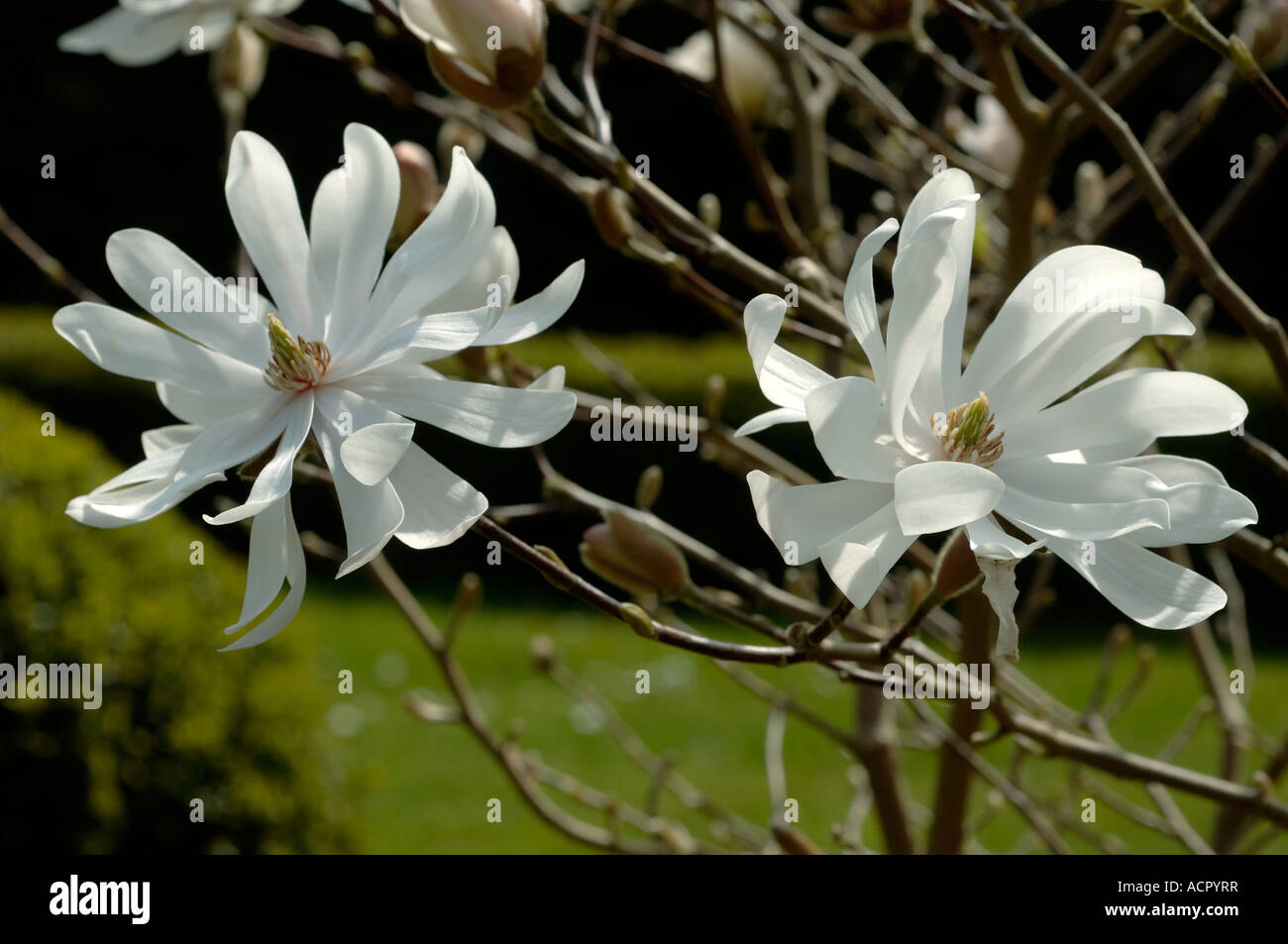 Flowers of Magnolia stellata a small white spring flowering ornamental ...