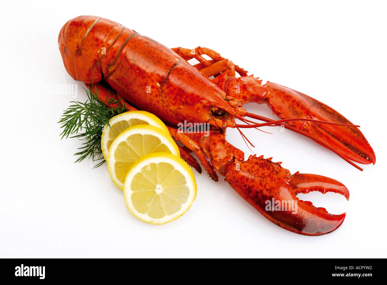 Lobster with slices of lemon Stock Photo - Alamy