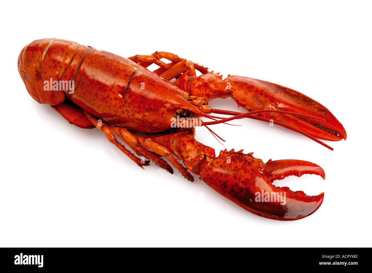Lobster cutouts hi-res stock photography and images - Alamy