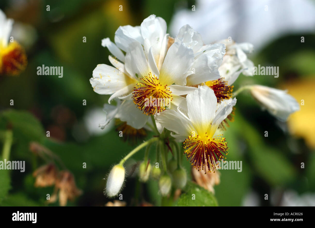 Sparmannia africana hi-res stock photography and images - Alamy