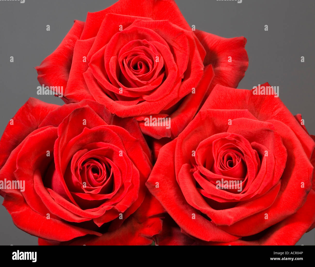 Three Red Roses Stock Photo - Alamy