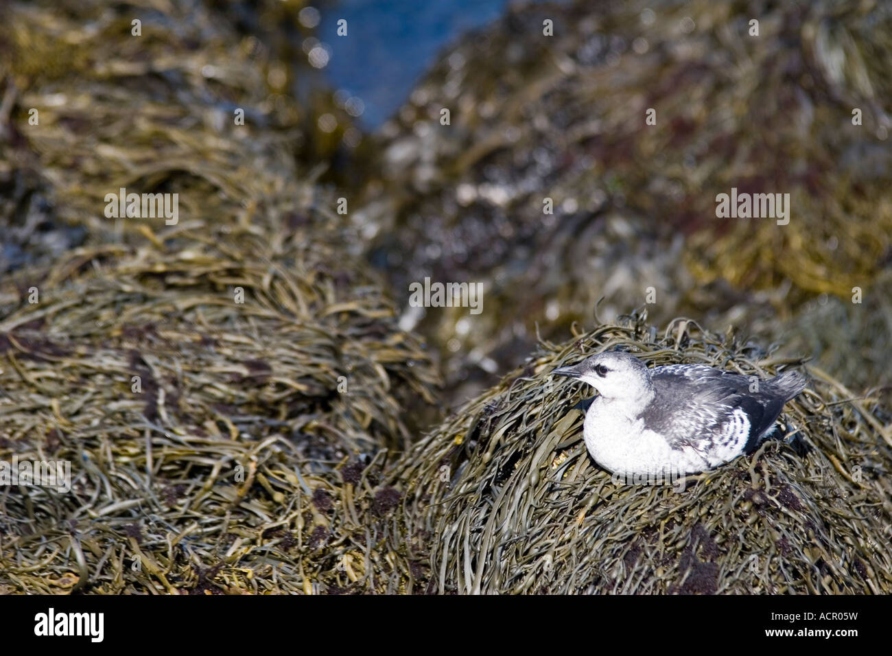 A baby seabird nests by the ocean in Maine Stock Photo - Alamy
