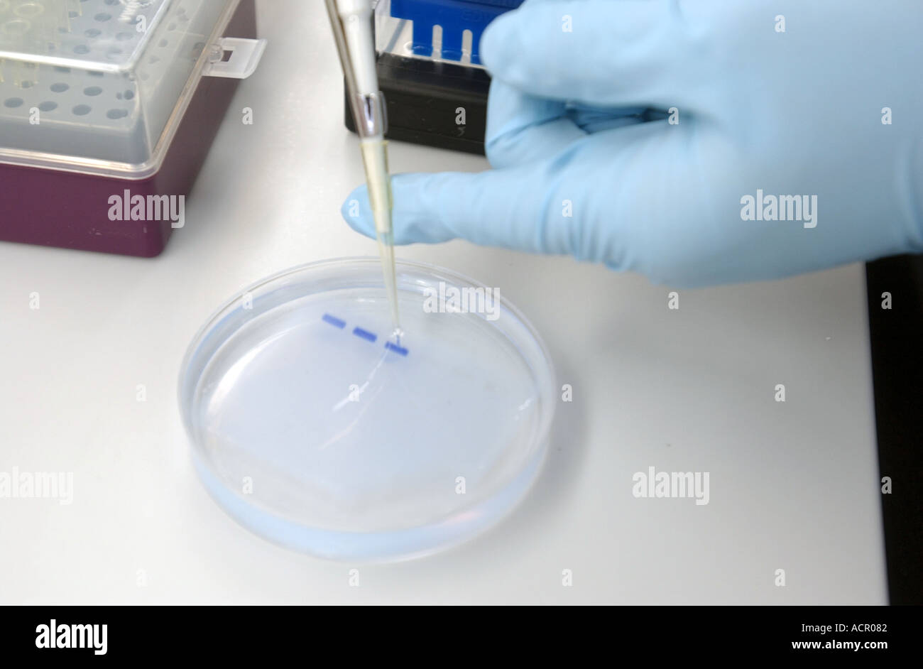 Extracting DNA in a petri dish during a high school science class Stock ...