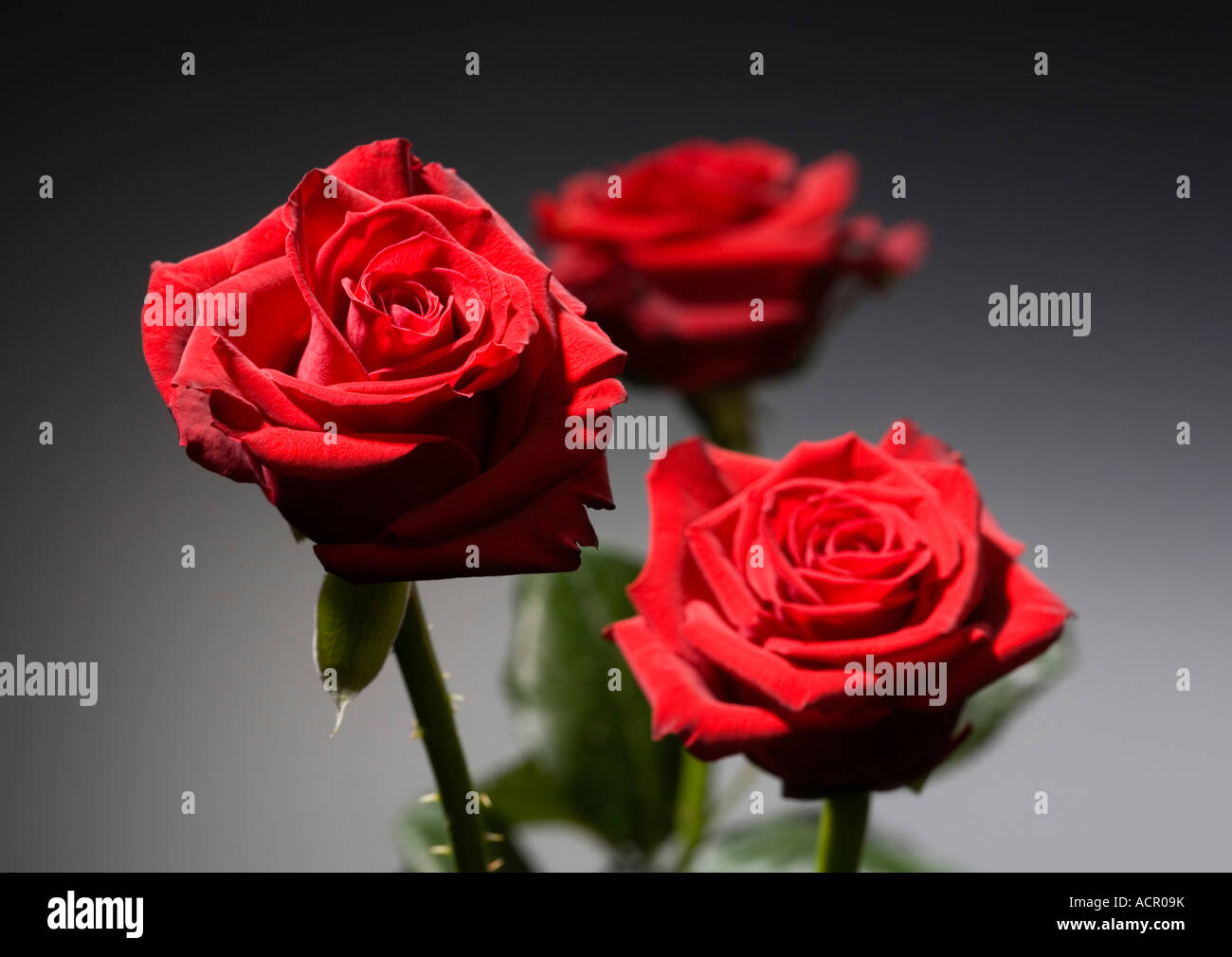 Three Red Roses Stock Photo - Alamy