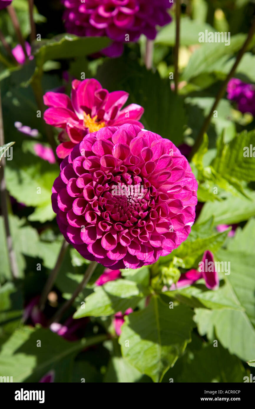 Deep pink dahlias hi-res stock photography and images - Alamy