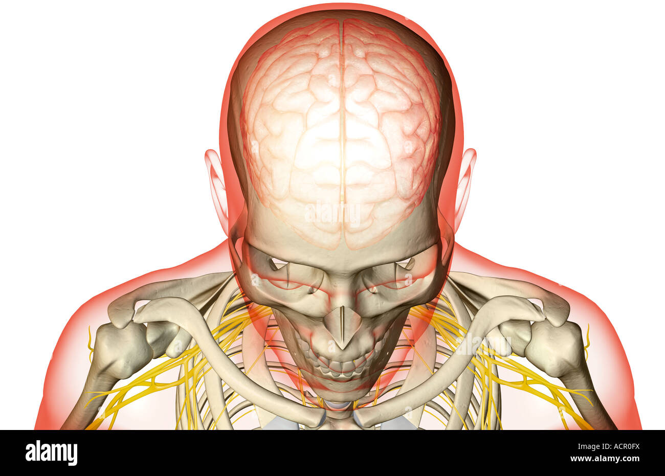 The brain and the brachial plexus Stock Photo - Alamy
