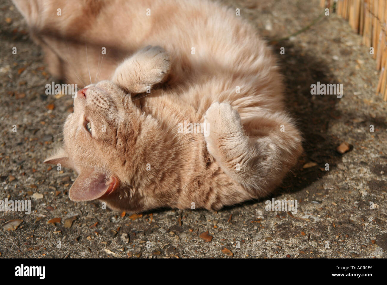 A big brown ginger tomcat curled up on a path Stock Photo - Alamy