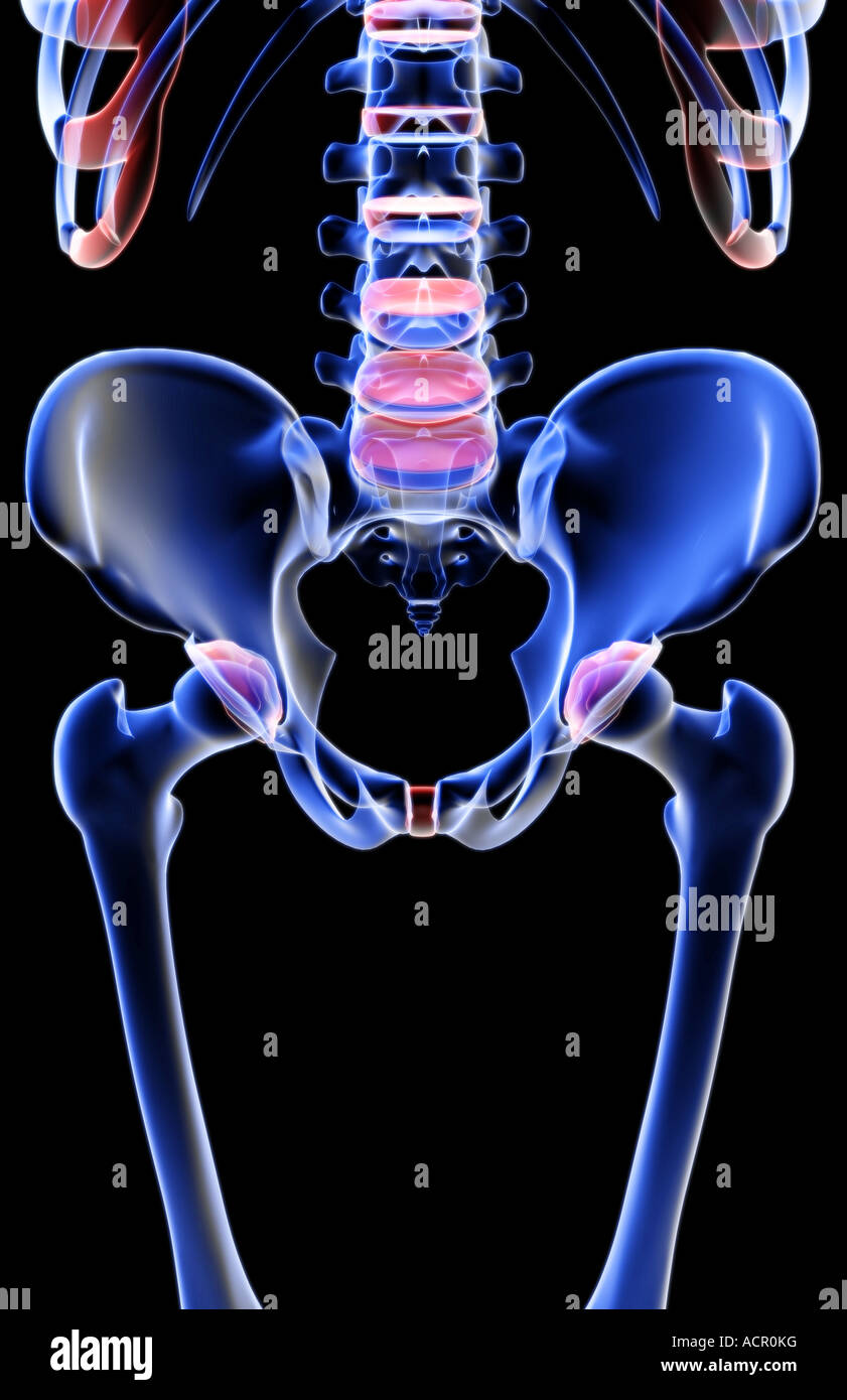 The bones of the pelvis Stock Photo - Alamy