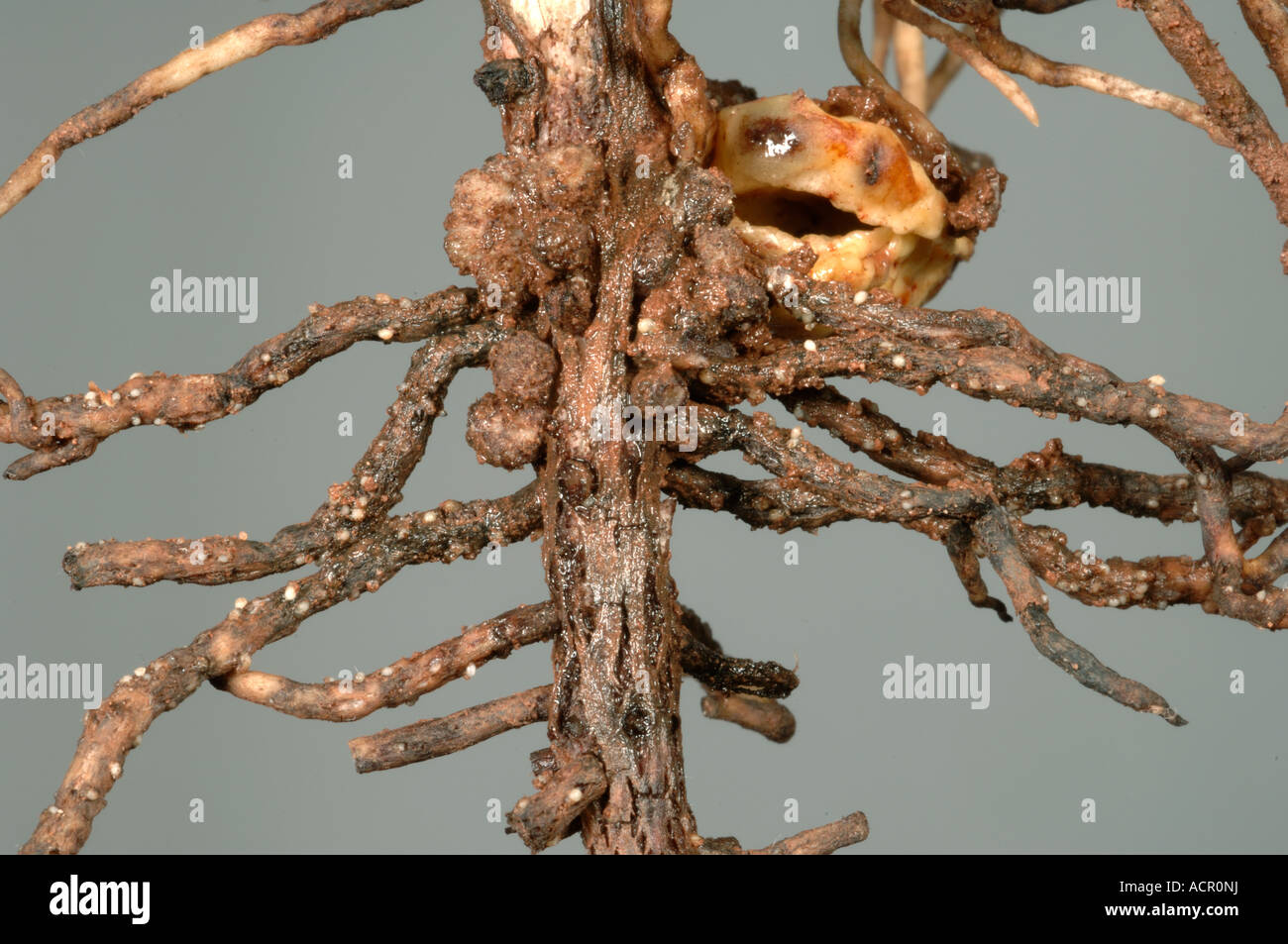 Cyst nematode hi-res stock photography and images - Alamy