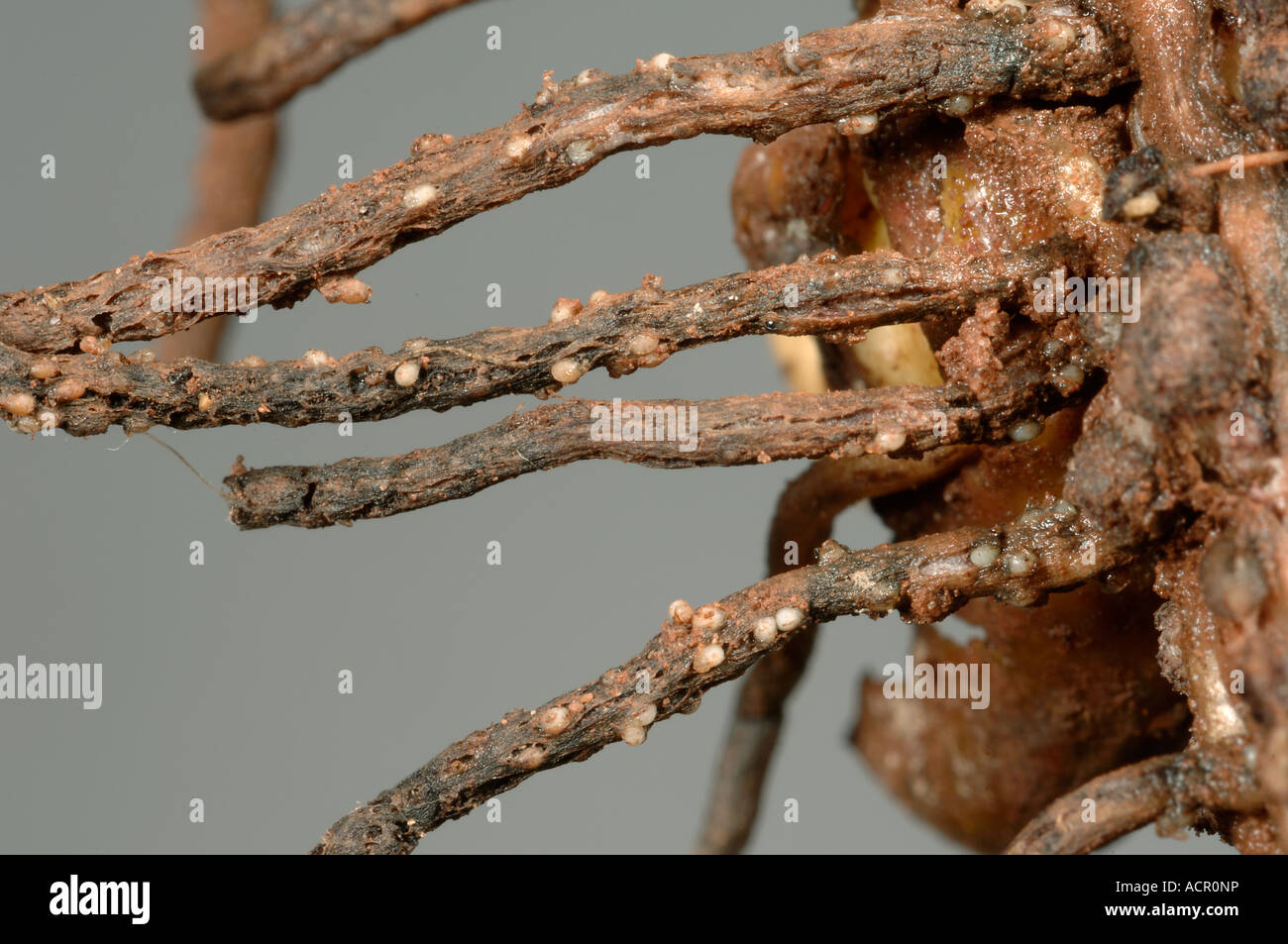 Pea cyst nematode Heterodera gottingiana female cysts erupting on roots ...