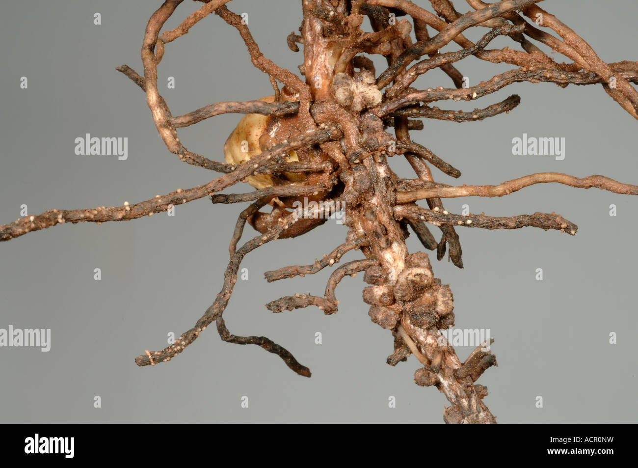 Pea cyst nematode Heterodera gottingiana female cysts erupting on roots ...