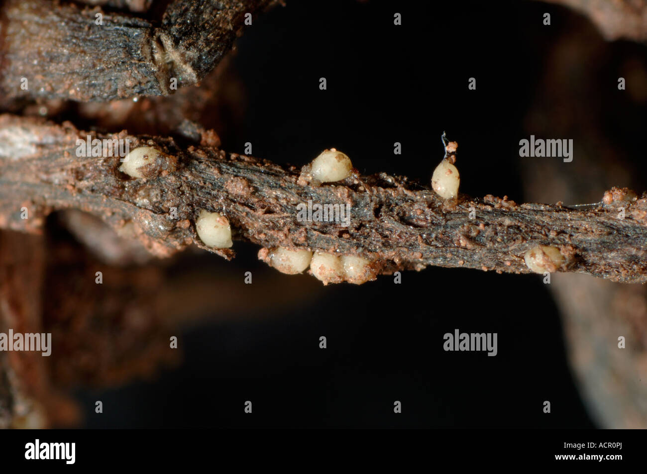 Pea cyst nematode Heterodera gottingiana female cysts erupting on roots ...