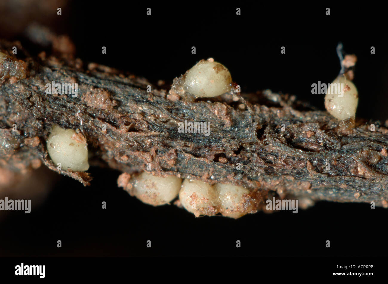 Pea cyst nematode Heterodera gottingiana female cysts erupting on roots ...