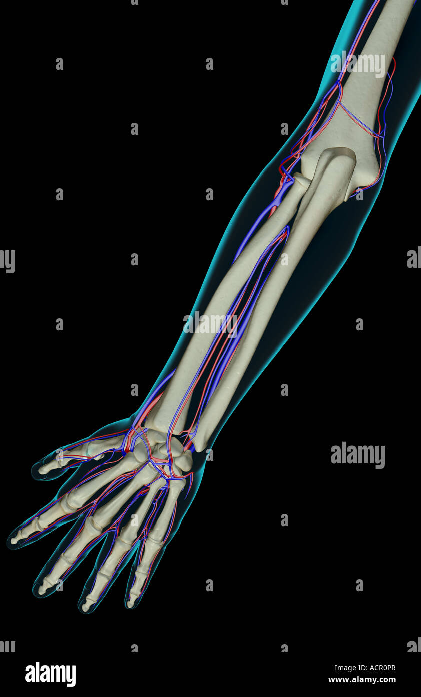Arm arteries hi-res stock photography and images - Alamy