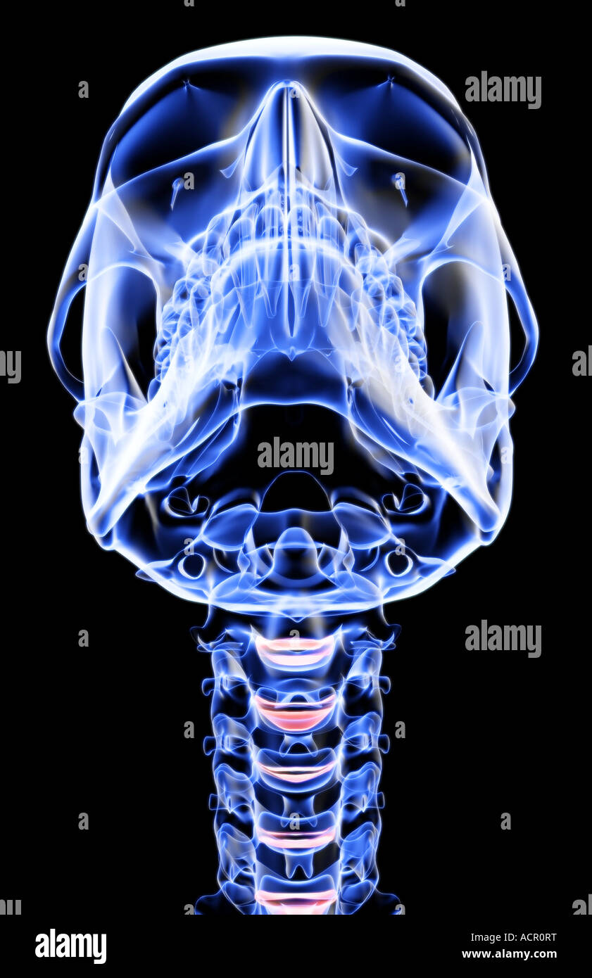 The bones of the neck Stock Photo - Alamy