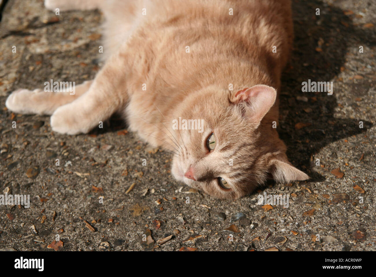 A big brown ginger tomcat lying on a path Stock Photo - Alamy