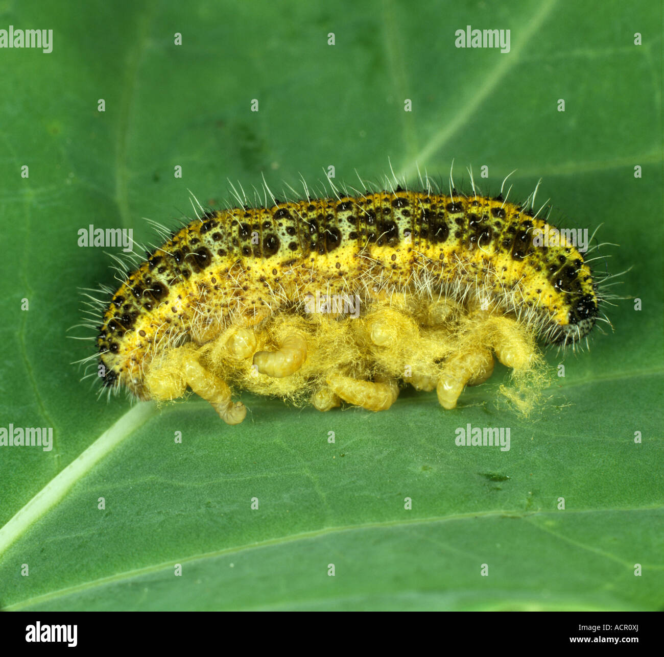 Parasitic Wasp Caterpillar High Resolution Stock Photography and Images ...