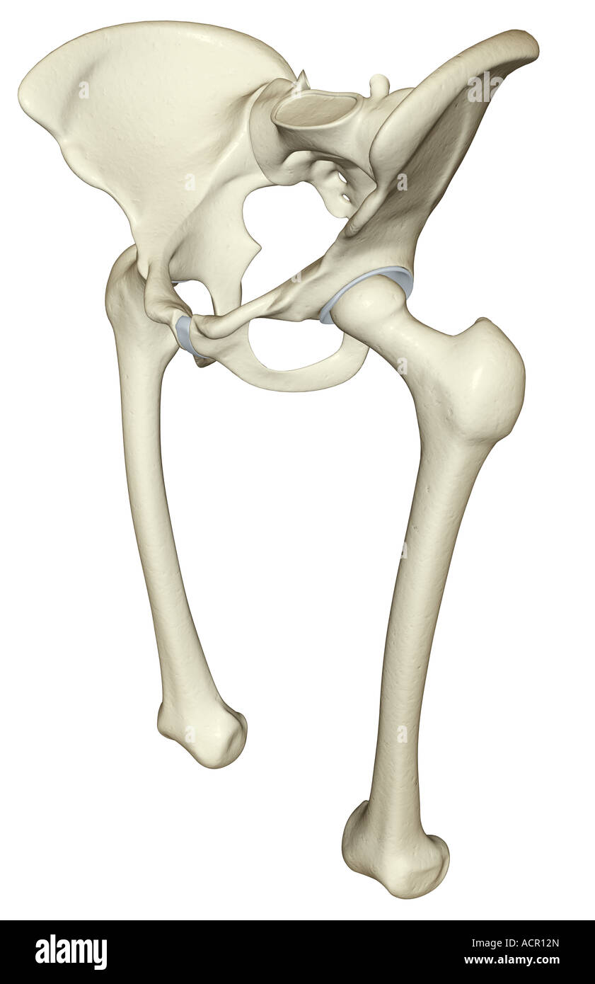 The bones of the lower limb Stock Photo - Alamy