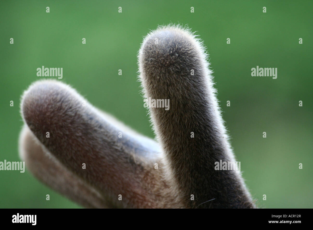 Burgeoning hi-res stock photography and images - Alamy