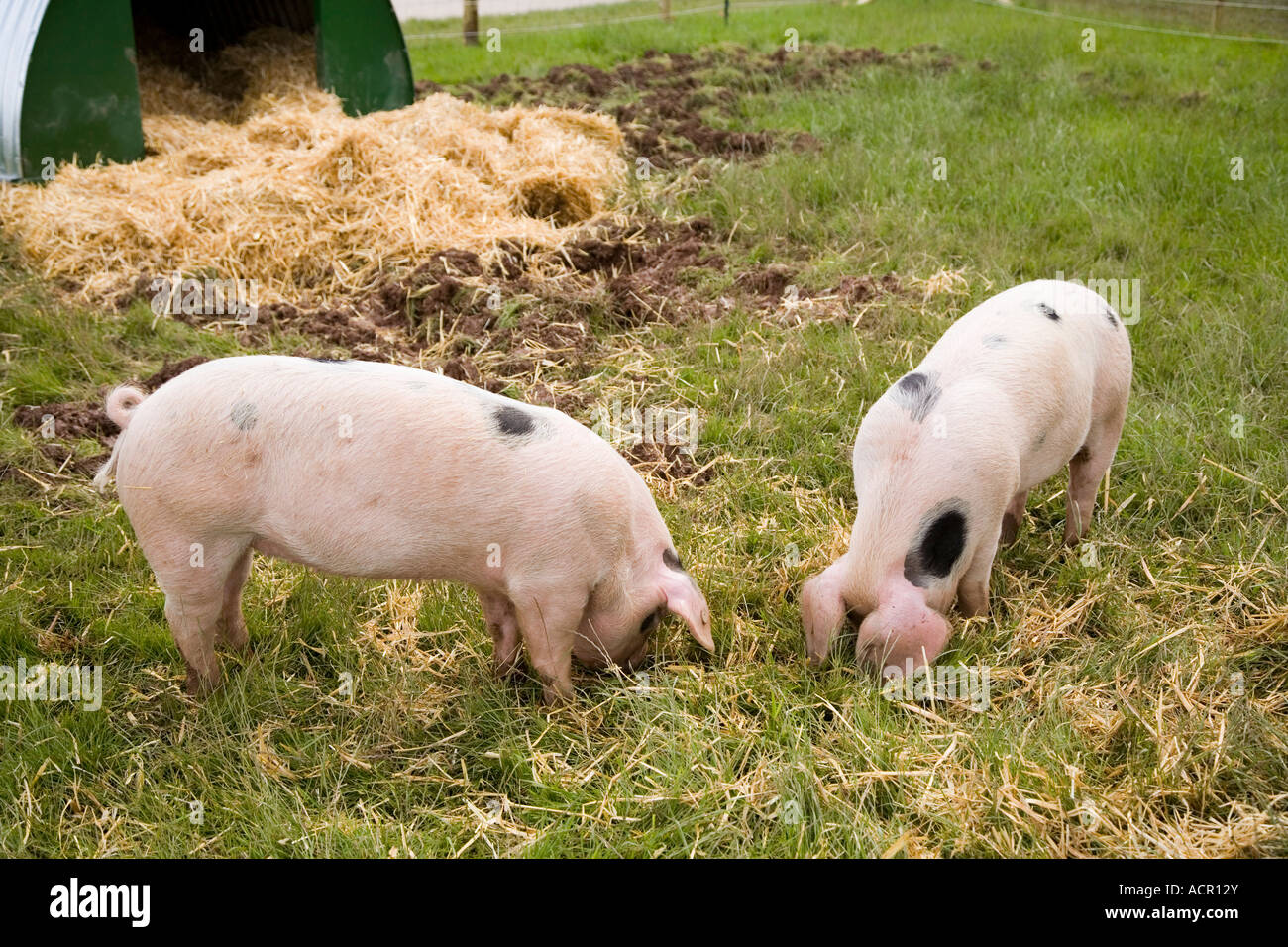 Gloucestershire old spot pigs Stock Photo - Alamy