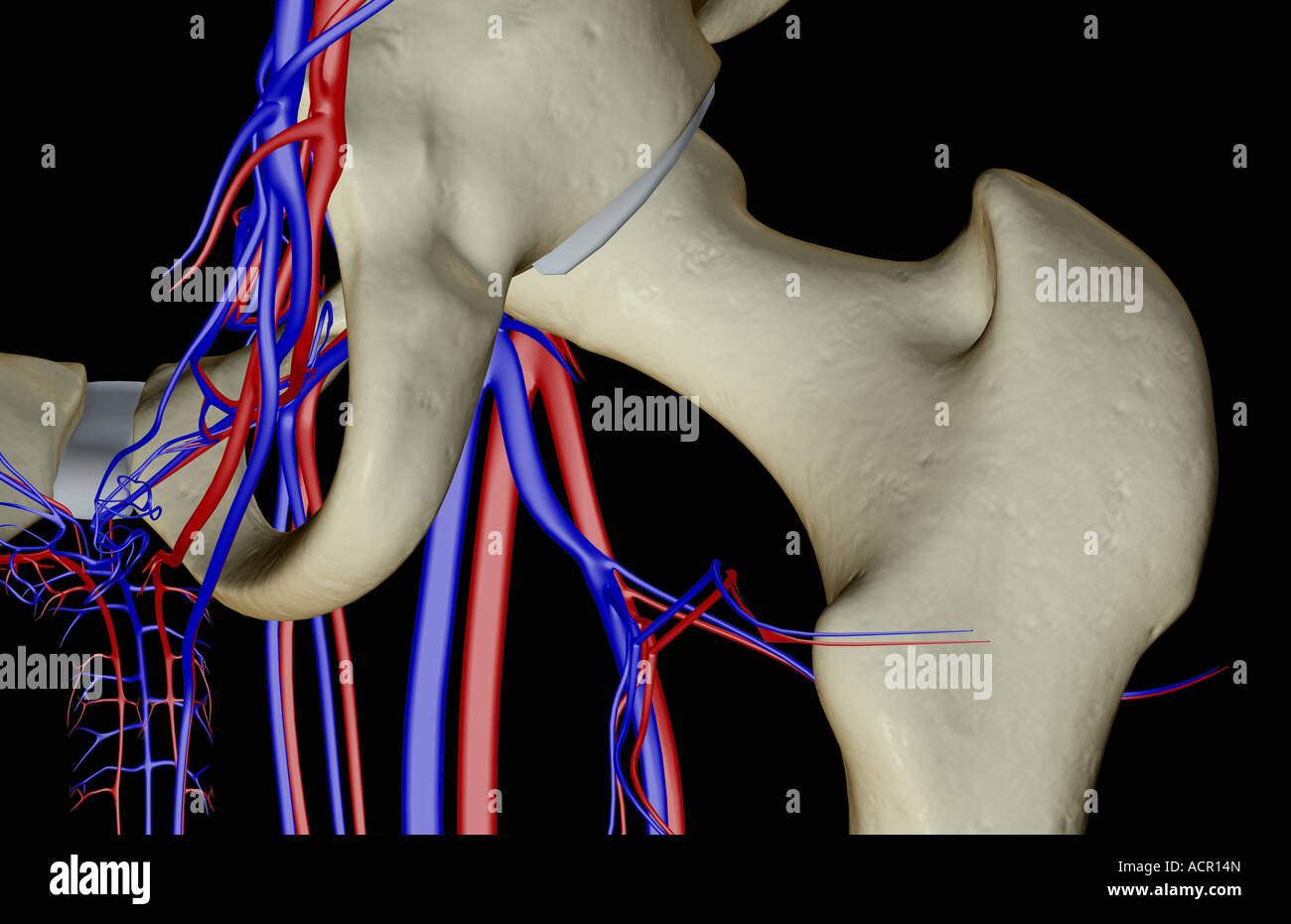 The blood vessels of the hip Stock Photo - Alamy
