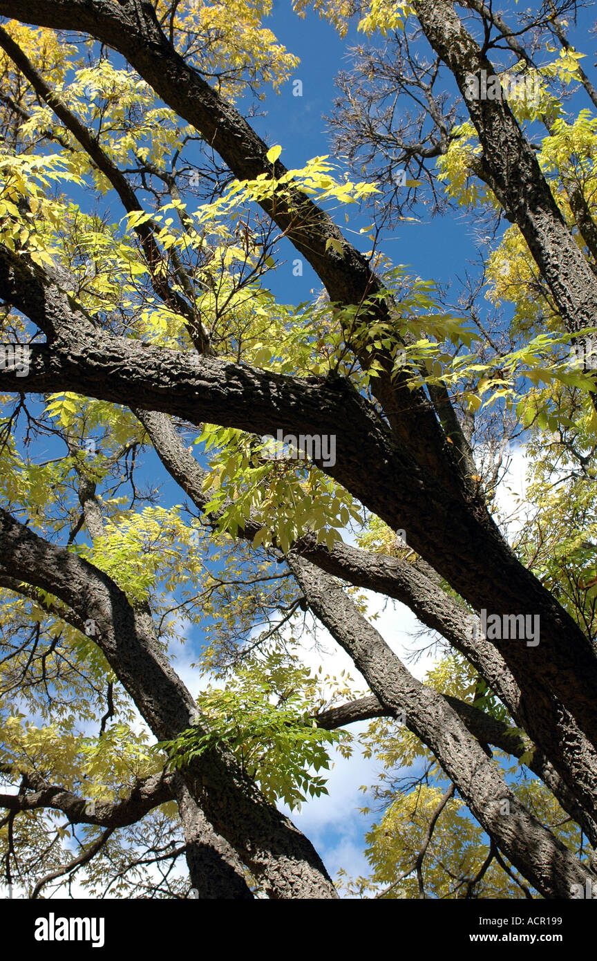 Tree branches and Blue Sky Stock Photo - Alamy