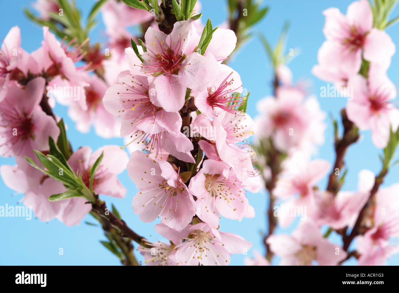 Blue stipe background hi-res stock photography and images - Alamy