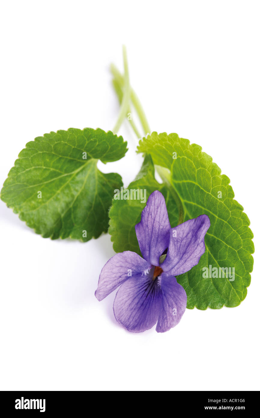Image of viola odorata flowers hi-res stock photography and images - Alamy